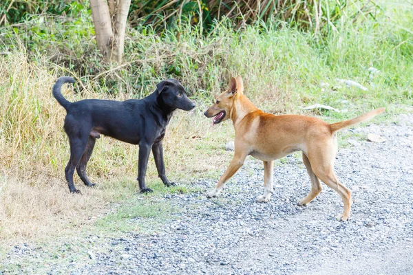 Stray dogs Fotografii din stoc | Stray dogs imagini gratuite și fără ...