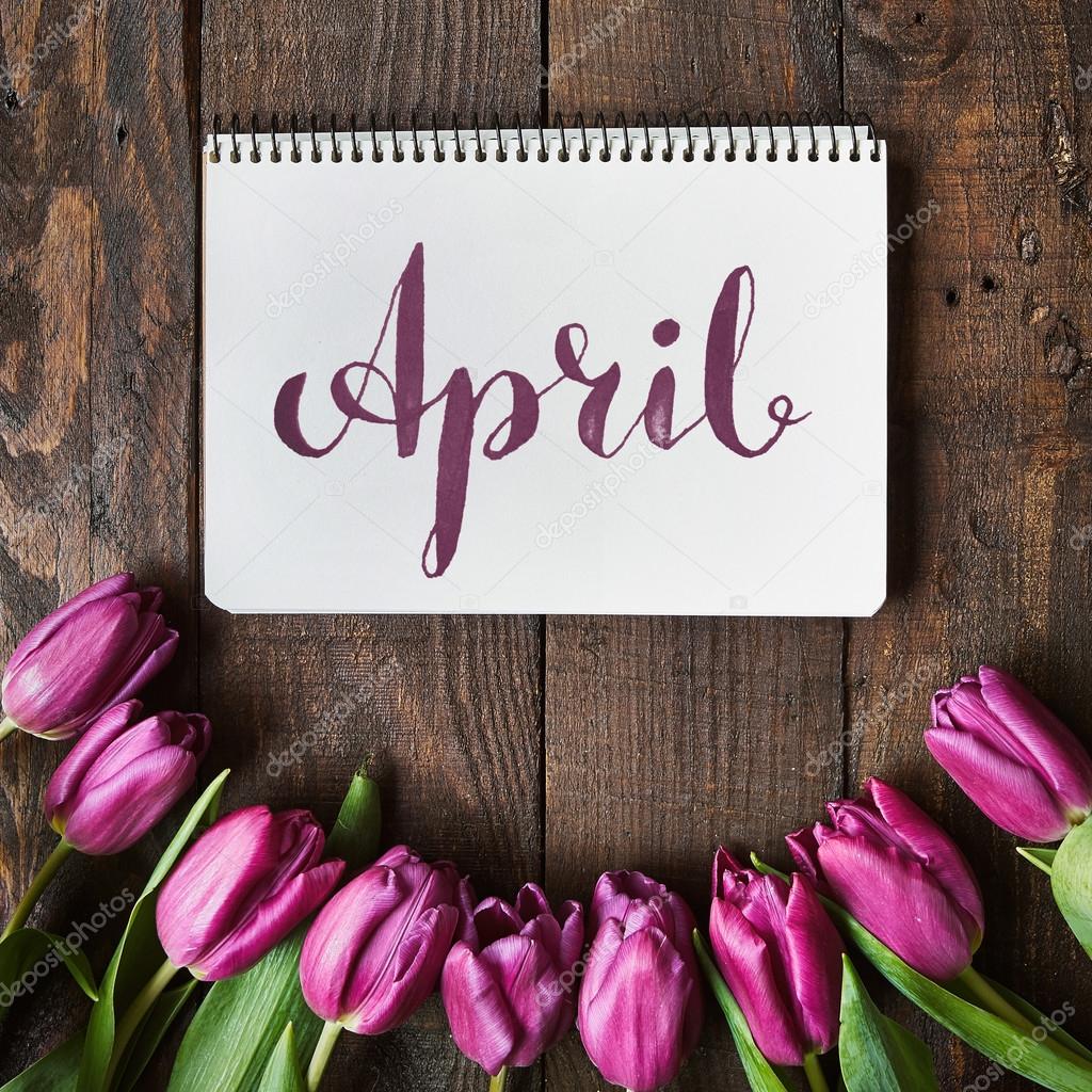 April brush nib lettering calligraphy. Pink, tulips bunch on dark barn ...
