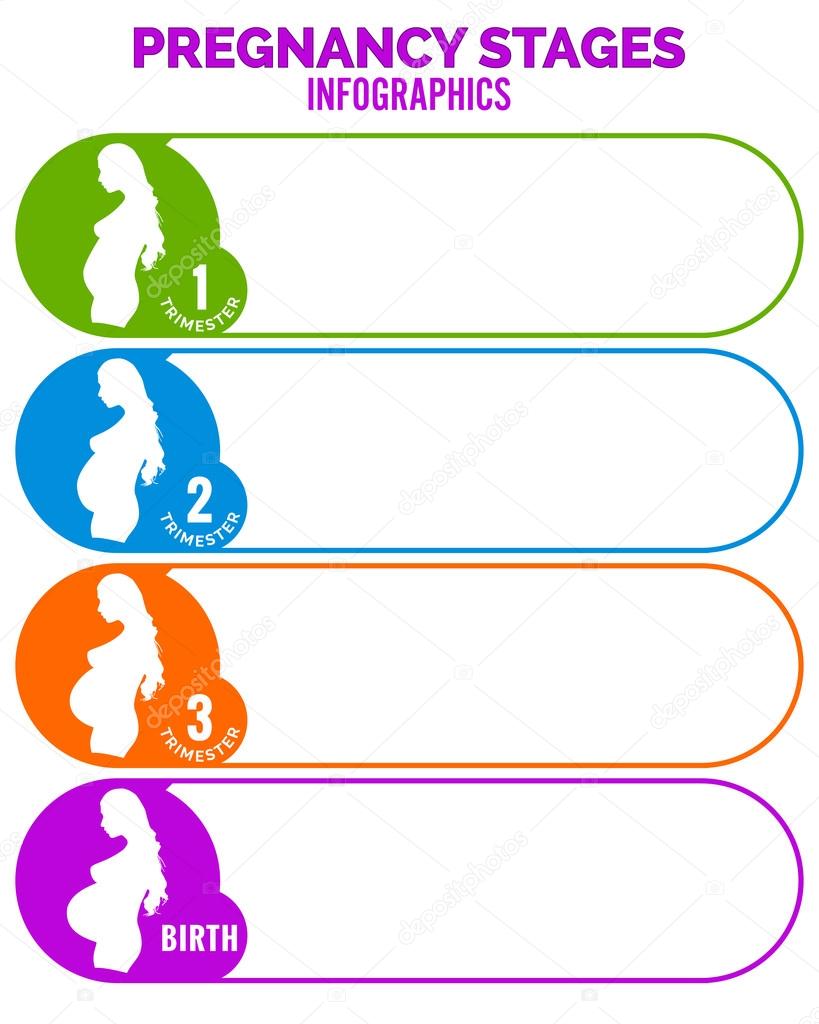 Pregnancy stages. Infographics, template. Stock Vector Image by ©sibgat ...