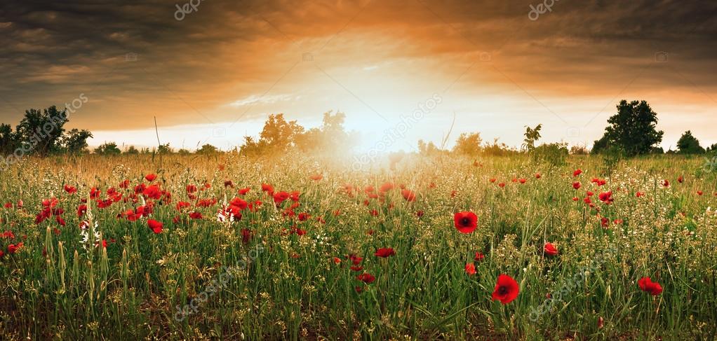 Stepowy krajobraz. Krymska stepu w czerwcu — Zdjęcie stockowe ...