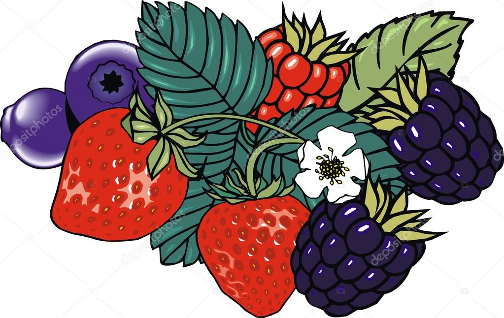 Fruits from forest Stock Vector Image by ©pepeemilio2 #104785808