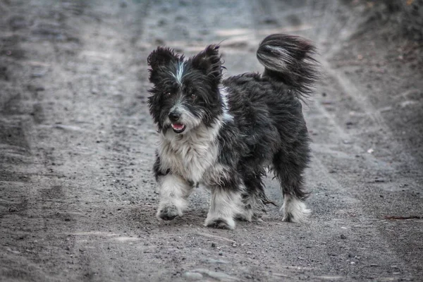 Harry 2c the navigator Stock Photos, Royalty Free Harry 2c the ...