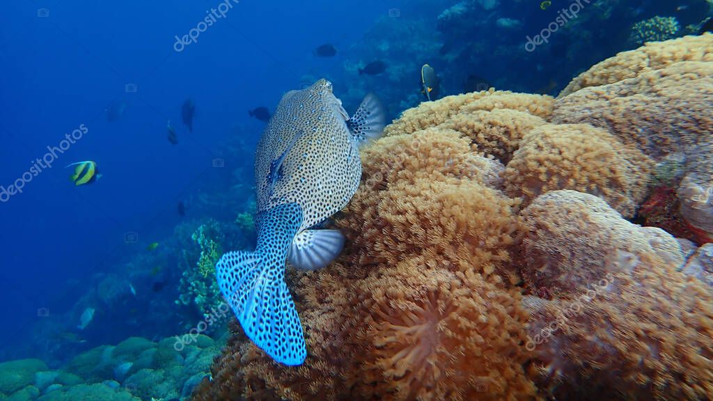 Pez caja amarillo (Ostracion cubicus) bajo el mar, Mar Rojo, Egipto ...