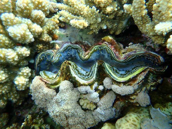 Small giant clam Stock Photos, Royalty Free Small giant clam Images ...