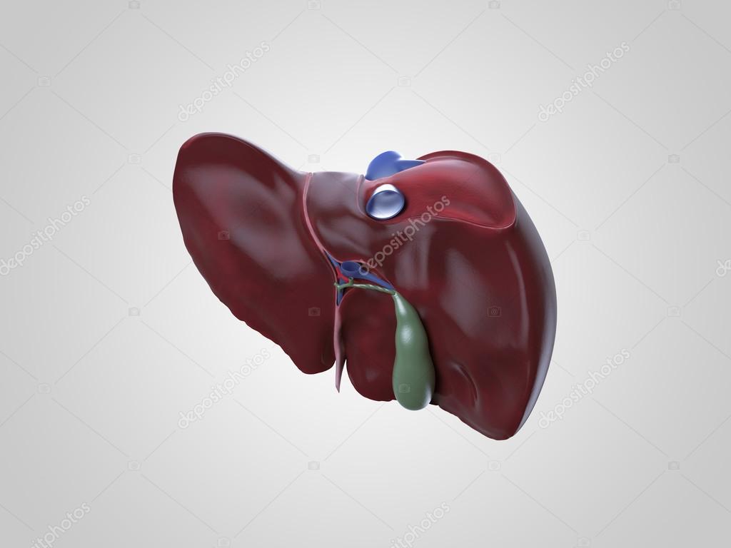 Realistic human liver illustration — Stock Photo © eranicle #81478684