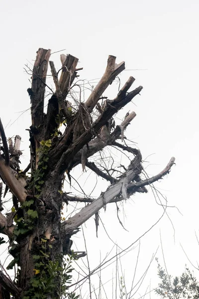 Natureza destruidora Stock Photos, Royalty Free Natureza destruidora ...