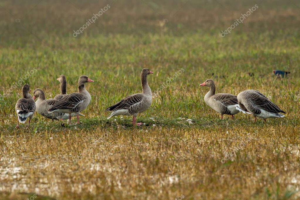 Parvada de ganso de Greylag en campo de hierba abierta y humedal del ...