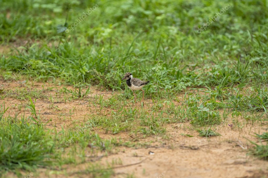 pollito faldero rojo o Vanellus indicus en hierba verde durante la ...