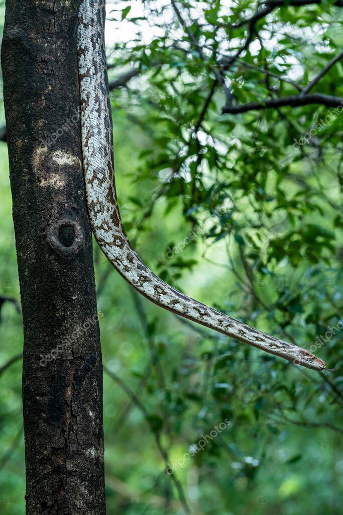 Python molurus o python indio de la roca que cuelga en árbol en fondo ...