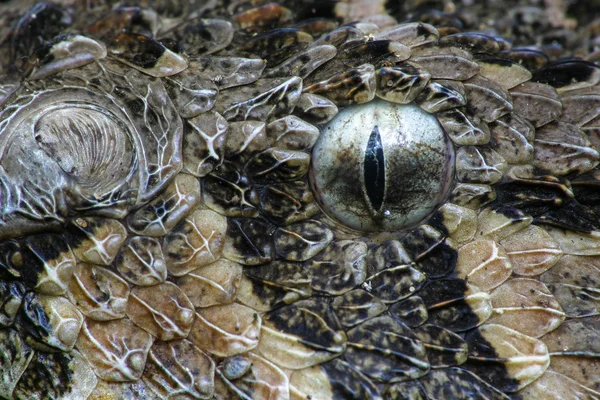 ᐈ A puff adder snake stock pictures, Royalty Free puff adder images ...