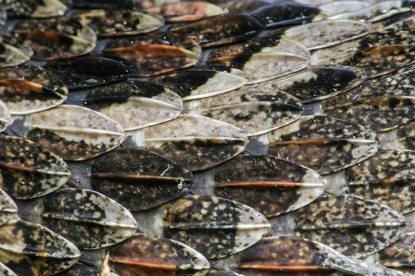 ᐈ A puff adder snake stock pictures, Royalty Free puff adder images ...