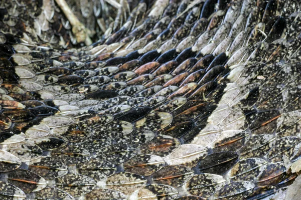 ᐈ A puff adder snake stock pictures, Royalty Free puff adder images ...