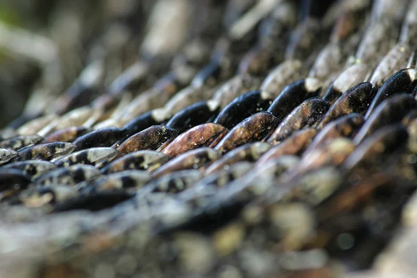 ᐈ A puff adder snake stock pictures, Royalty Free puff adder images ...