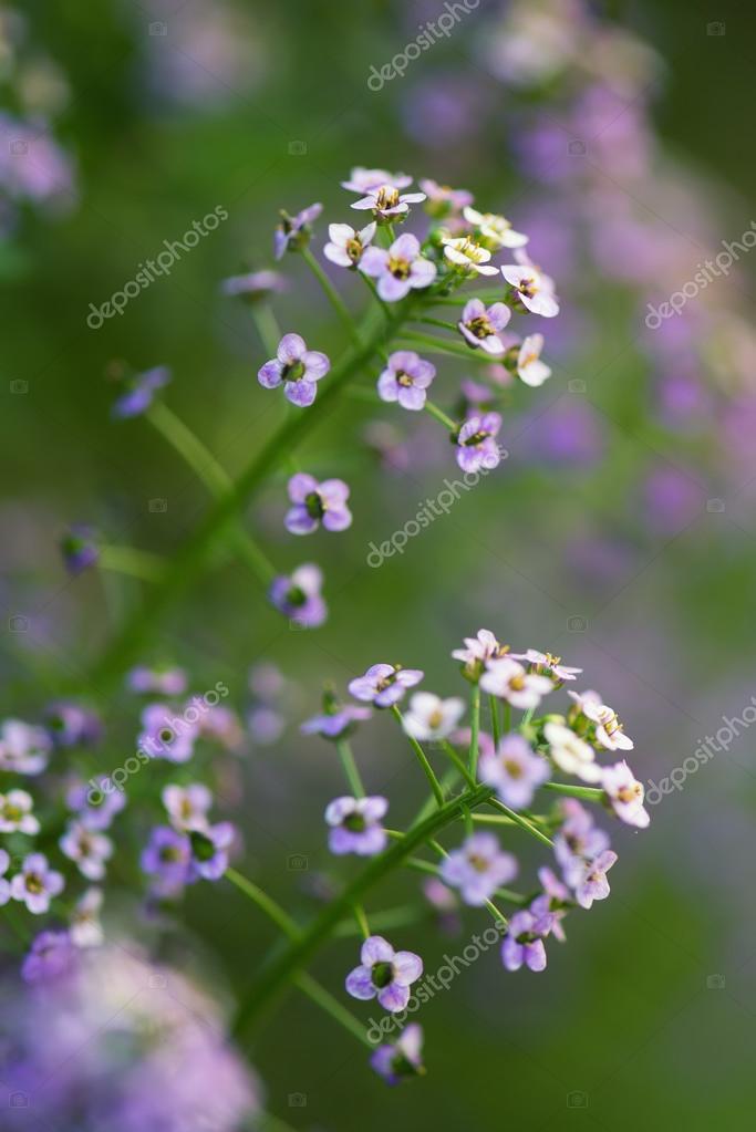 Spring flowers as a background Stock Photo by ©biletskiy_e 101440406