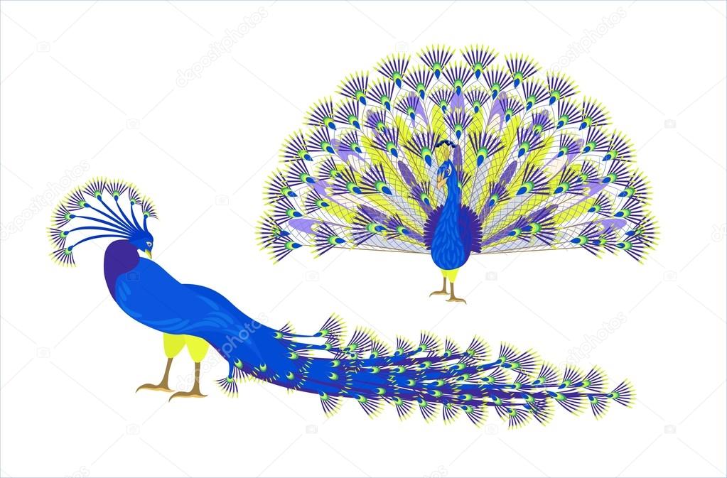 Pavo real Vector de stock #64734577 de ©ALASKA68