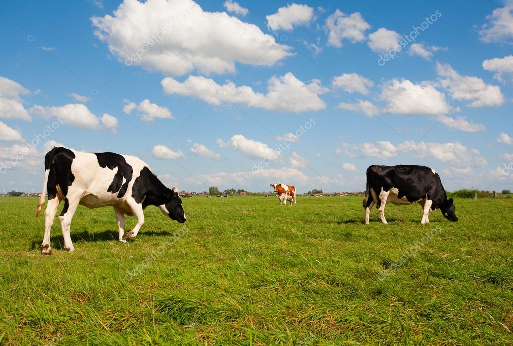 Dutch cows Stock Photo by ©erikdegraaf 53602909