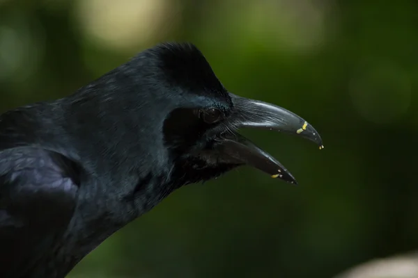 Subespecies Stock Photos, Royalty Free Subespecies Images | Depositphotos