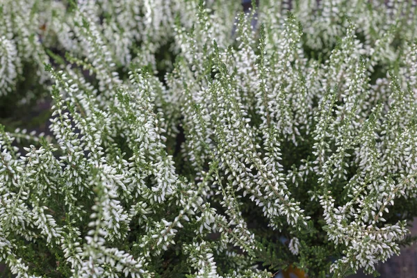 Calluna vulgaris Stock Photos, Royalty Free Calluna vulgaris Images ...