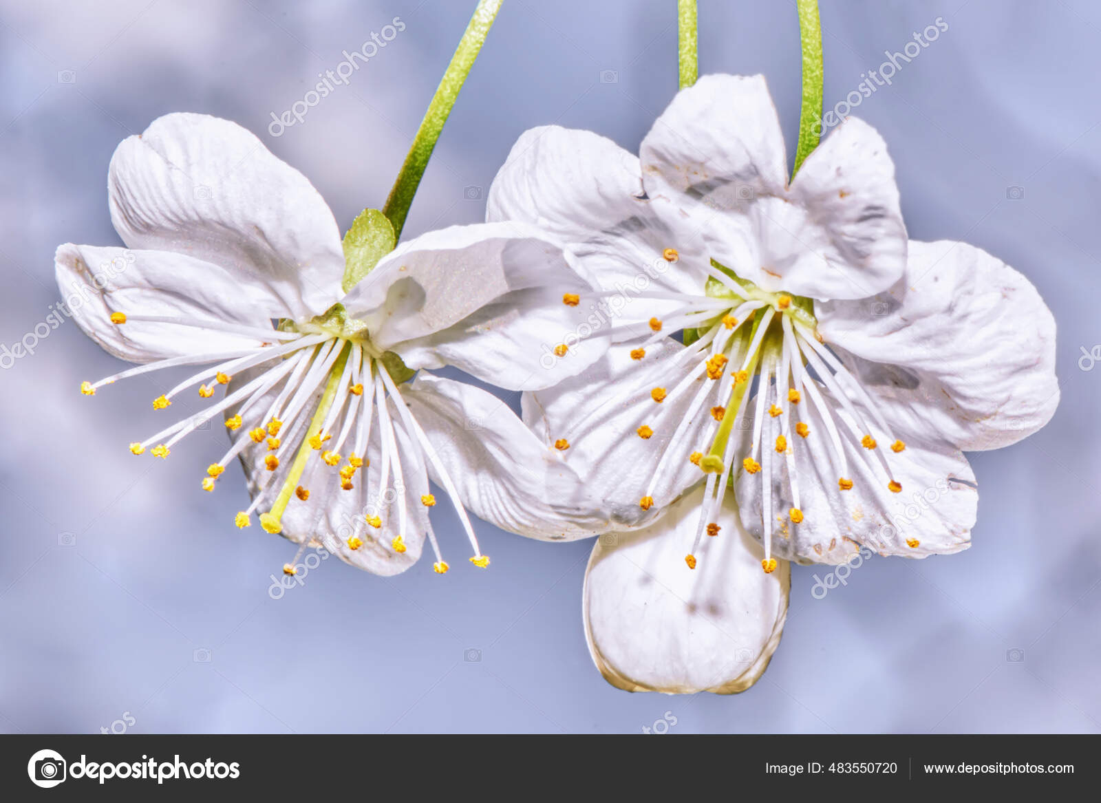 White Cherry Blossom Flower Close — Stock Photo © BIKTOP #483550720