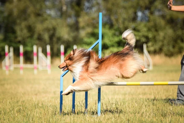 Agility Stock Photos, Royalty Free Agility Images | Depositphotos