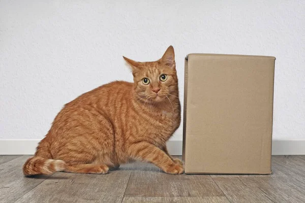 Lindo Gato Jengibre Sentado Una Caja Cartón Piso Madera Mirando — Foto de stock #220988540 ...