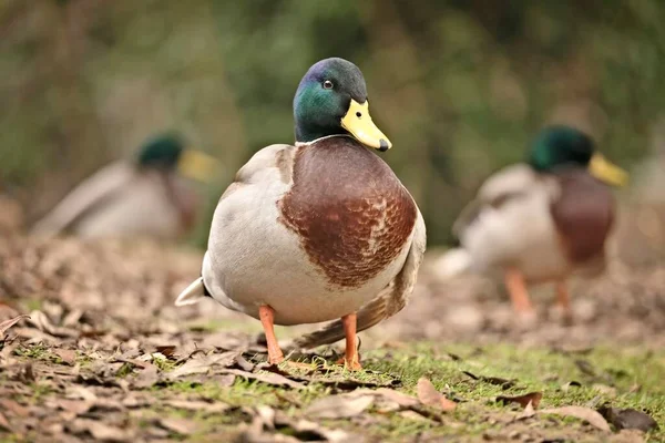 Male ducks Stock Photos, Royalty Free Male ducks Images | Depositphotos