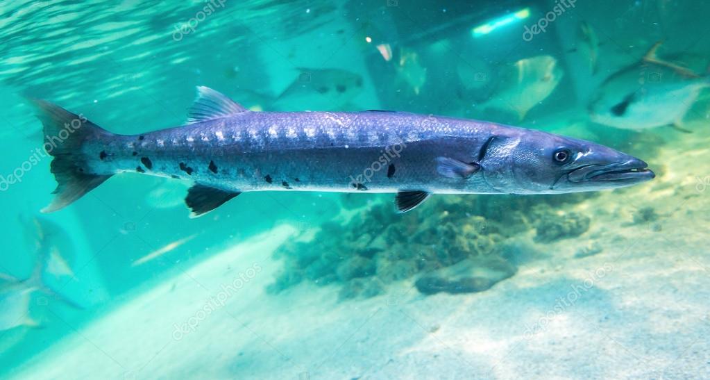 Barracuda fish — Stock Photo © alex9500 #86558644