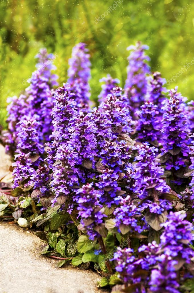 Carpet bugle flowers background (Ajuga reptans) Stock Photo by ©odze ...