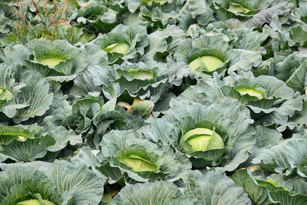 campo de repollo listo para cosechar en la isla de Jeju, Corea 2023