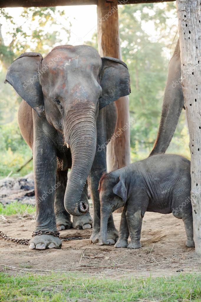 Elephant farm near Chitwan nation park in Nepal — Stock Photo ...