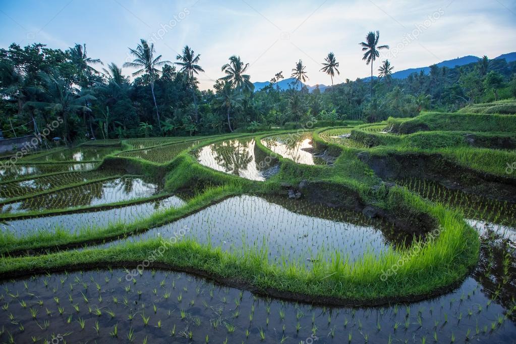 Bali Rice Terraces Stock Photo by ©MyGoodImages 91366342