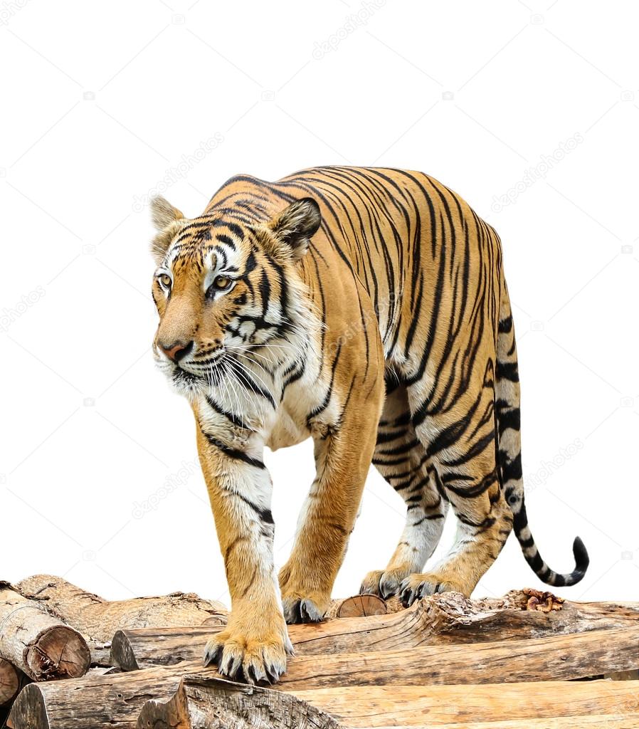 Tiger isolated on white background — Stock Photo © panupong1982 #53987653