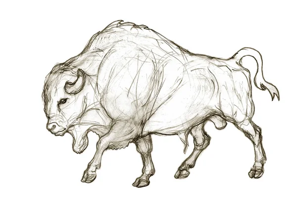 Bull sketch Stock Photos, Royalty Free Bull sketch Images | Depositphotos