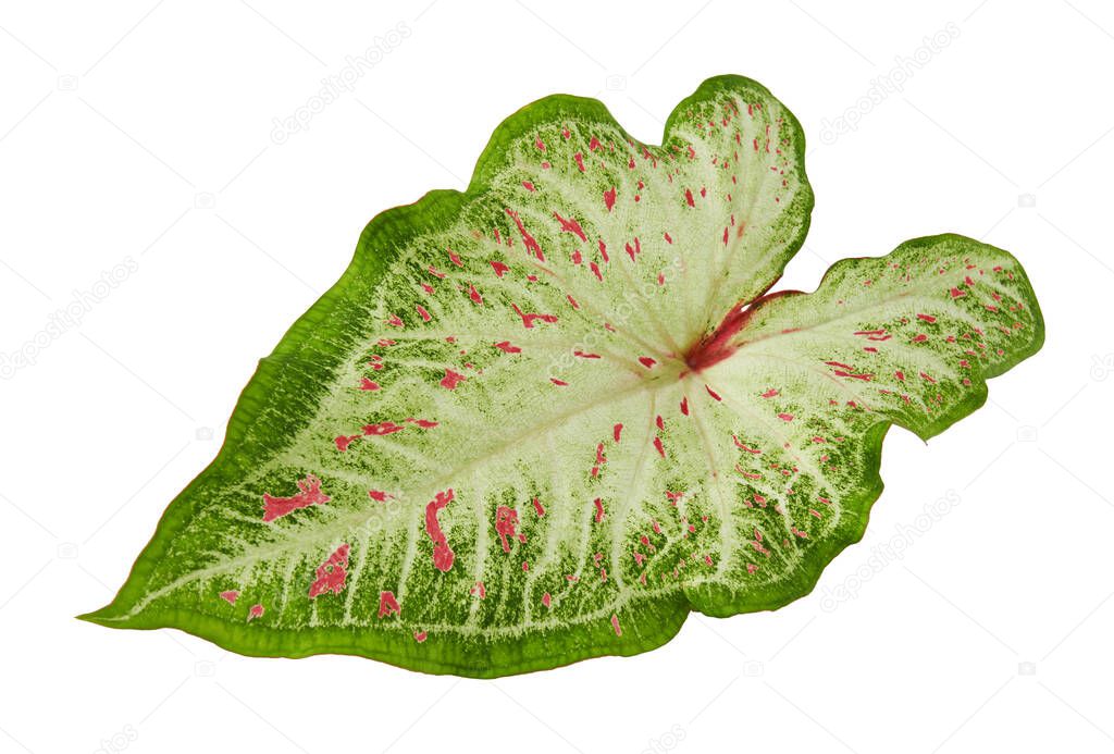 Caladio bicolor con hoja blanca y venas verdes (Gingerland caladium ...