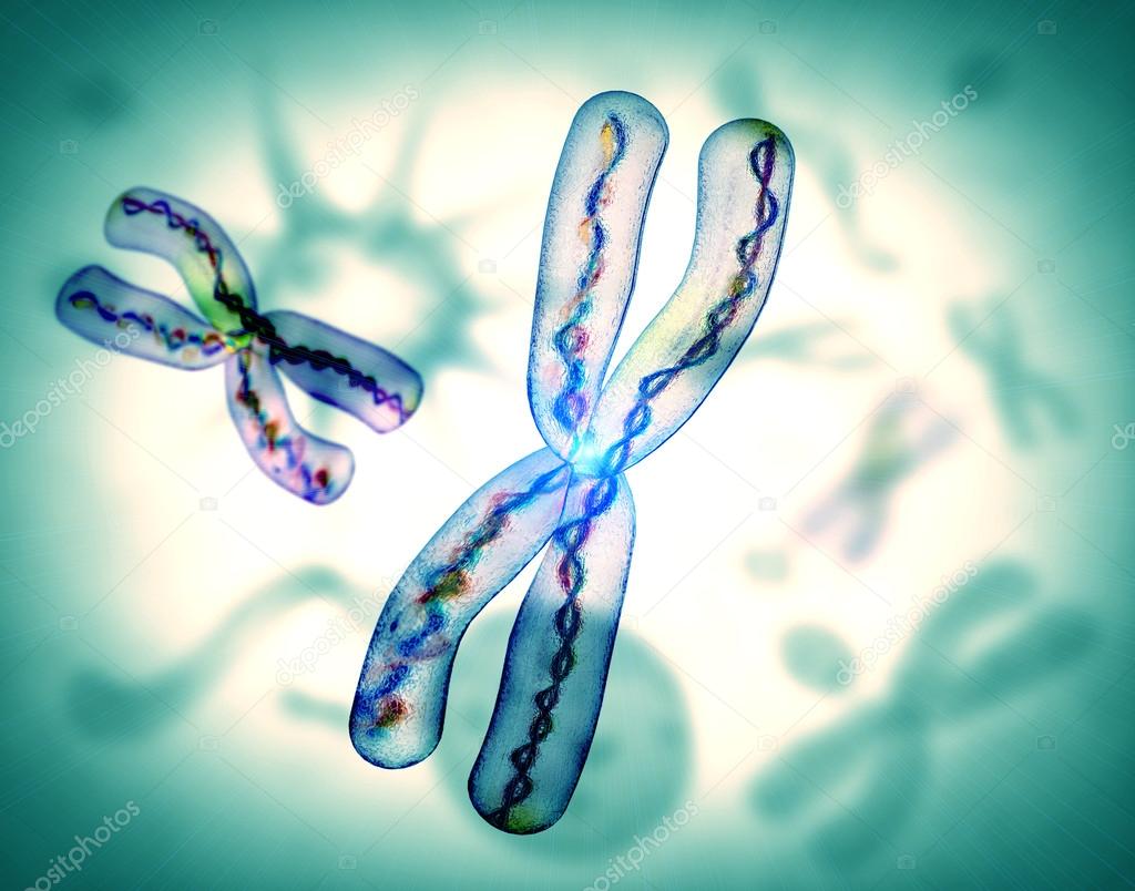 Chromosome x ⬇ Stock Photo, Image by © Giovanni_Cancemi #53056727