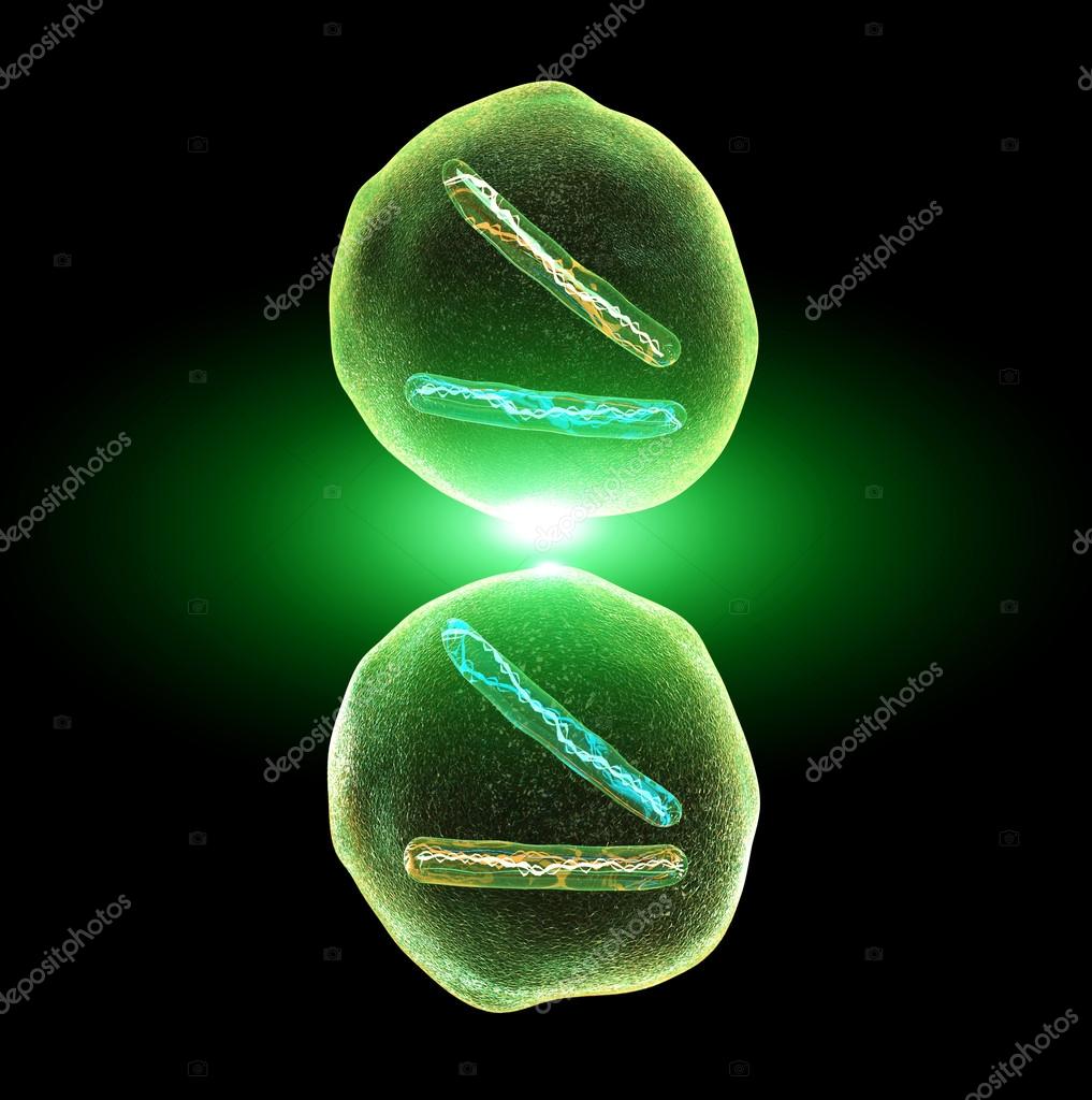 Cell division Mitosis Stock Photo by ©Giovanni_Cancemi 60626695