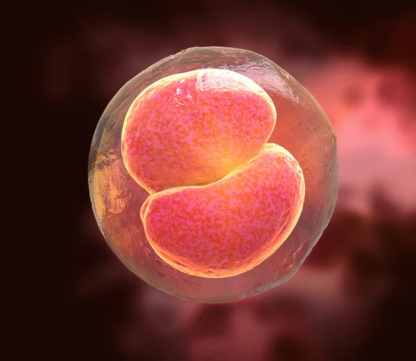 Human embryo Stock Photos, Royalty Free Human embryo Images | Depositphotos