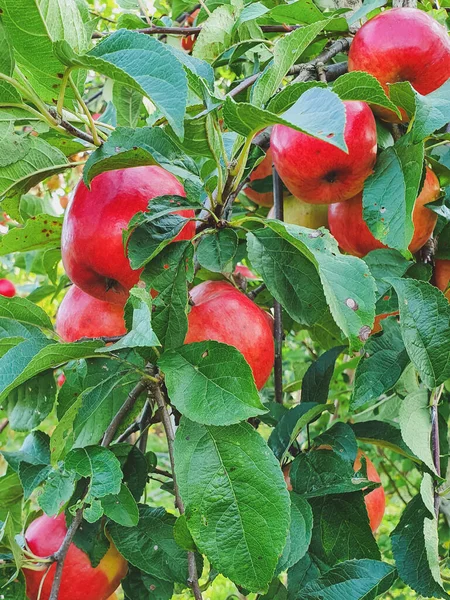 Red apples on apple tree branch in orchard. Vertical orientation - Stock Image - Everypixel
