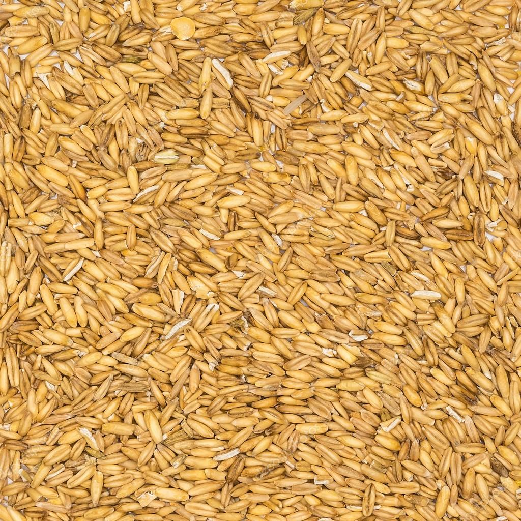 Wheat Texture — Stock Photo © gawriloff #53227639