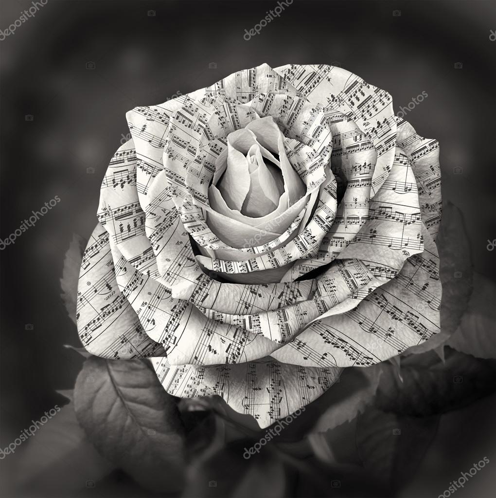 Beautiful black and white rose with note on the petals — Stock Photo ...