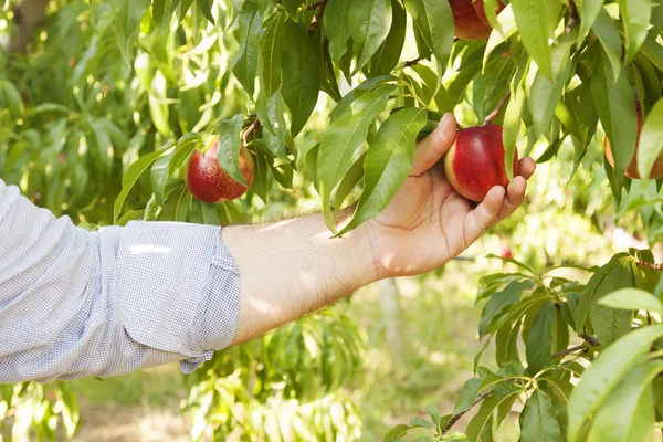 Fruits farmer falling Stock Photos, Royalty Free Fruits farmer falling Images | Depositphotos