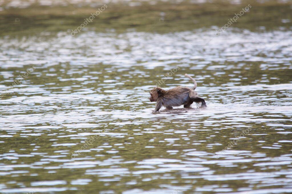 los monos son muy adaptables, incluidos los animales salvajes que ...