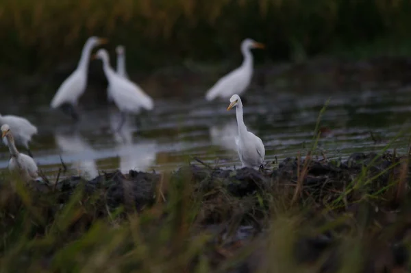 Cattle egrets Stock Photos, Royalty Free Cattle egrets Images ...