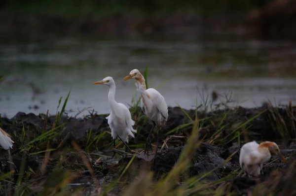 Cattle egrets Stock Photos, Royalty Free Cattle egrets Images ...