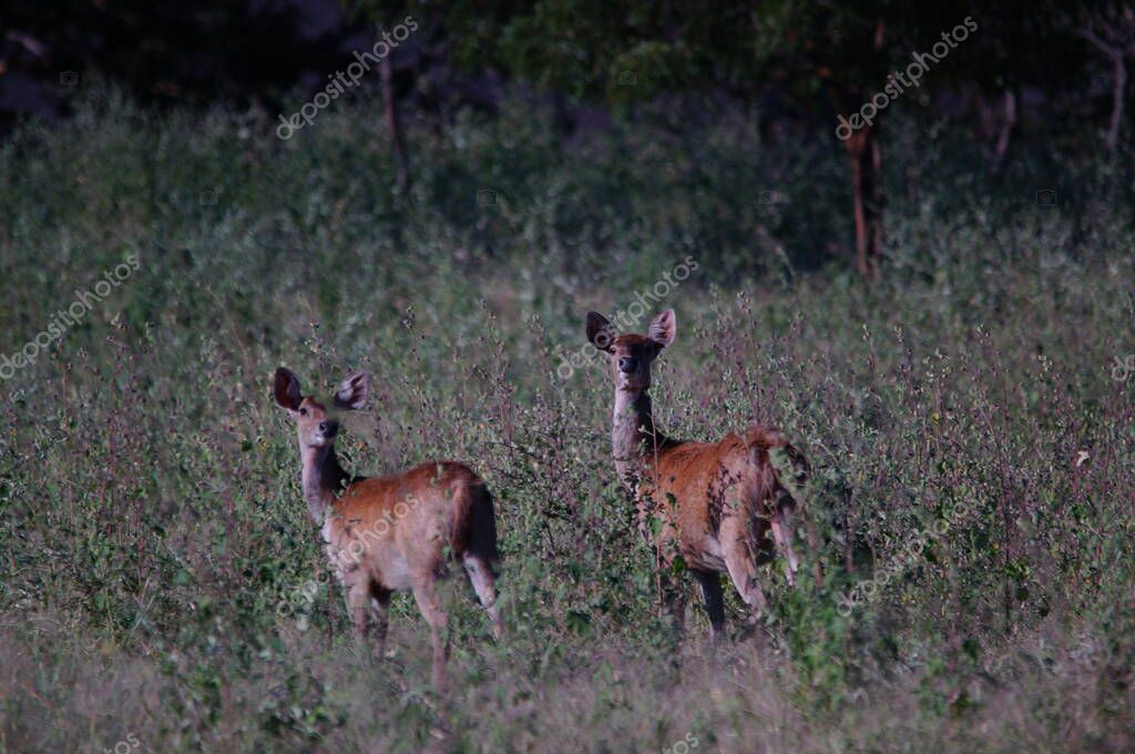 ciervos est n en el desierto, Javan rusa o Sunda sambar (Rusa ...