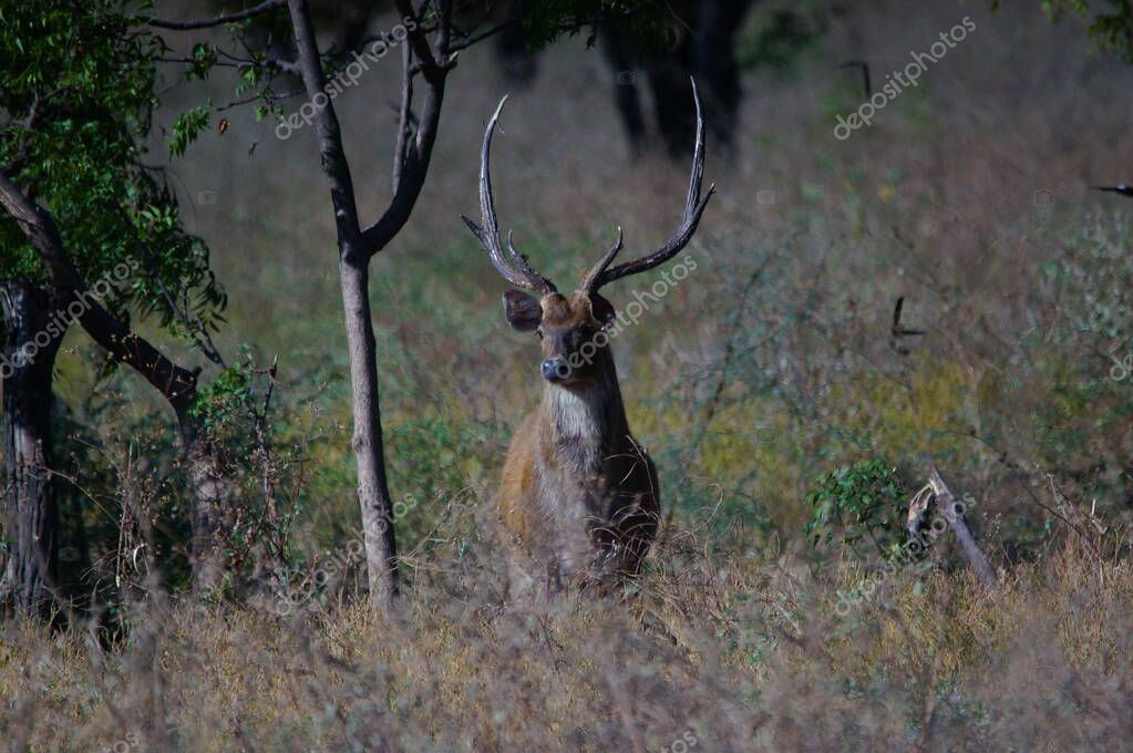 ciervos están en el desierto, Javan rusa o Sunda sambar (Rusa ...