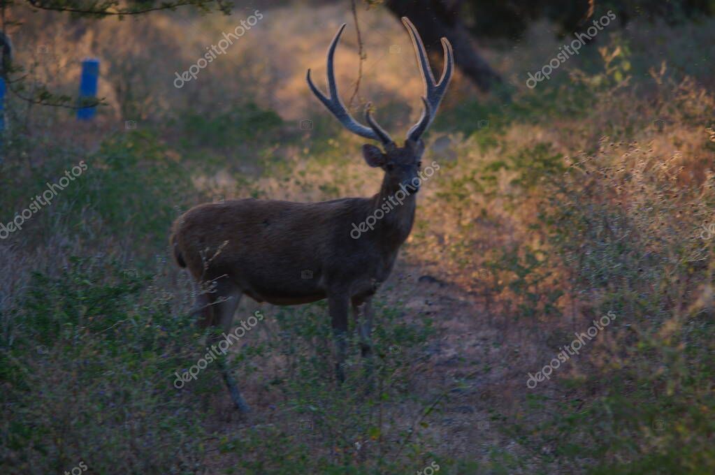 ciervos están en el desierto, Javan rusa o Sunda sambar (Rusa ...