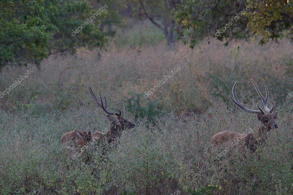 ciervos están en el desierto, Javan rusa o Sunda sambar (Rusa ...