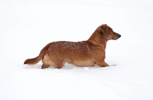 Dachshund snow Stock Photos, Royalty Free Dachshund snow Images ...