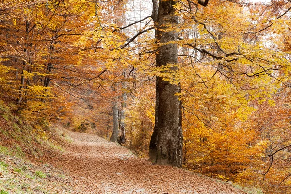 Pathway in the forest — Stock Photo © Studio37 #4122047